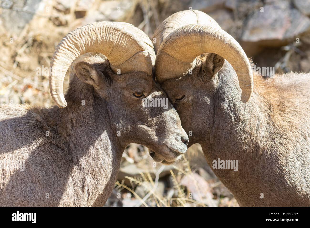 Pair of Bighorn Sheep Rams Fighting Stock Photo - Alamy