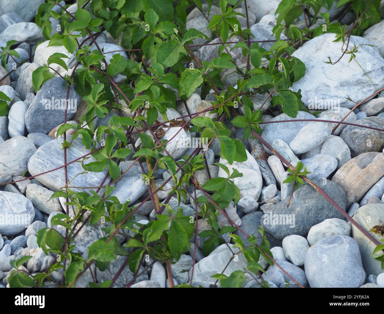 Mile-a-minute vine (Ipomoea cairica Stock Photo - Alamy