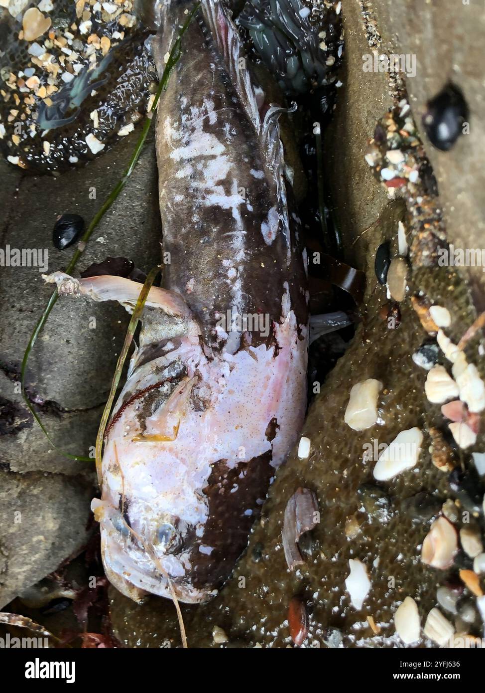 Plainfin hi-res stock photography and images - Alamy