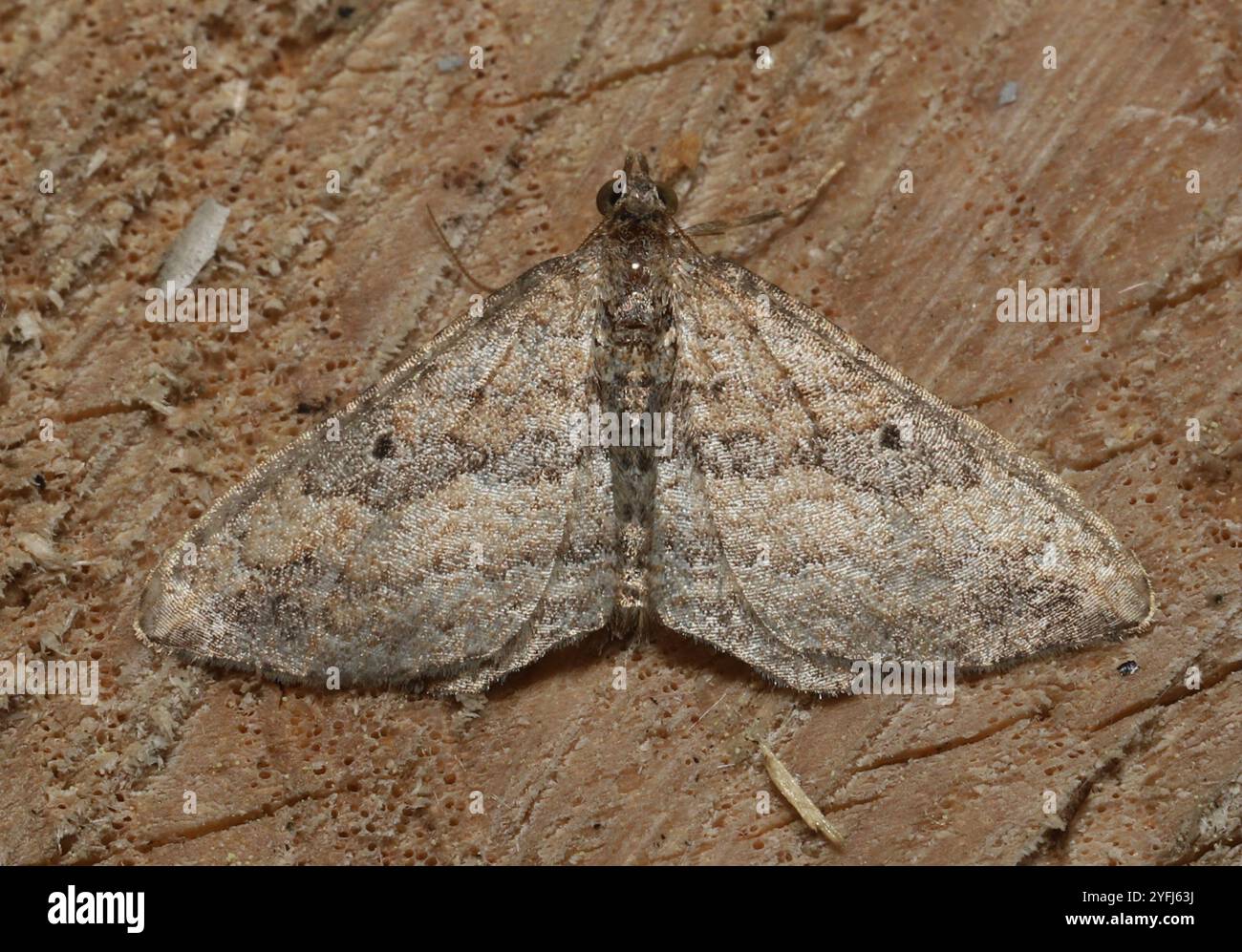 Gem Moth (Orthonama obstipata Stock Photo - Alamy