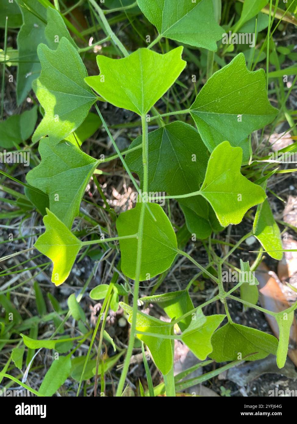 Carolina snailseed (Nephroia carolina Stock Photo - Alamy