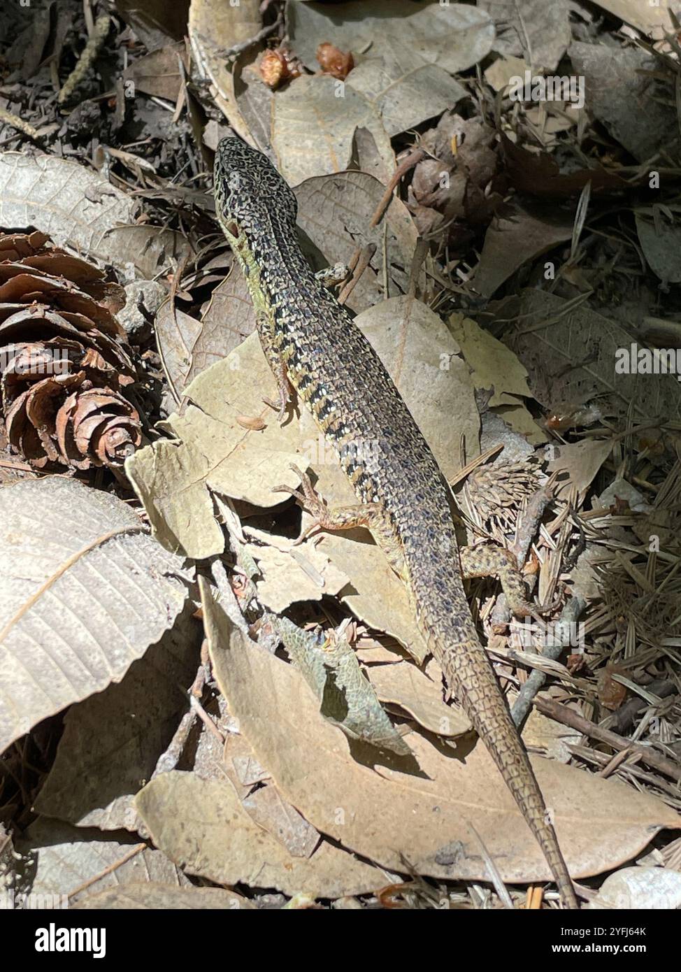 Northern Alligator Lizard (Elgaria coerulea Stock Photo - Alamy