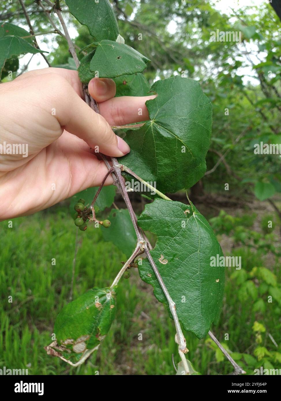 mustang grape (Vitis mustangensis Stock Photo - Alamy