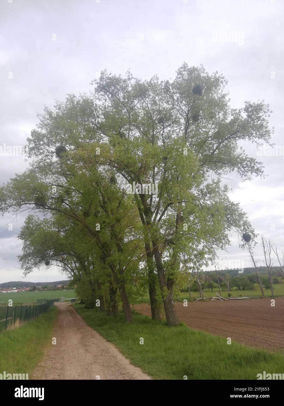 Hybrid Black-poplar (Populus × canadensis Stock Photo - Alamy