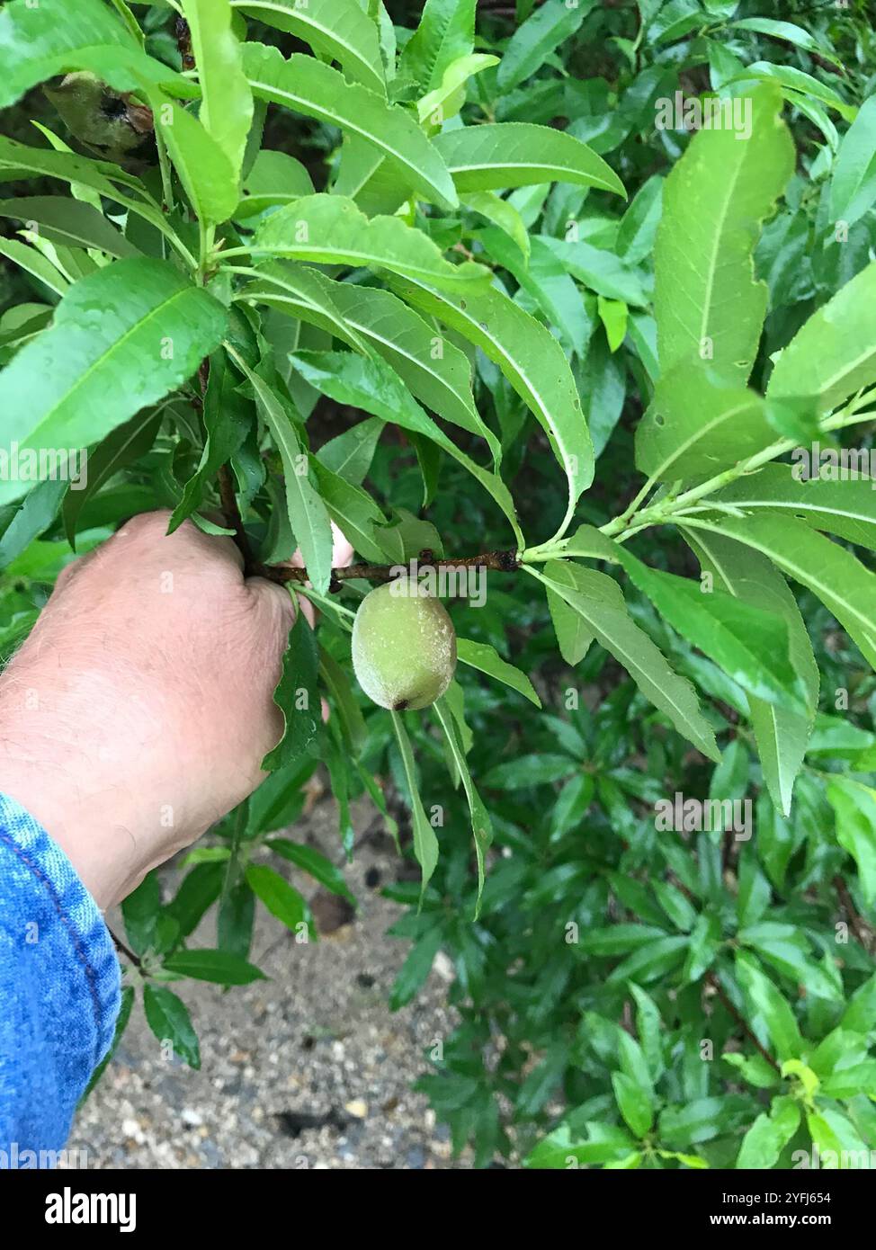 Peach (Prunus persica Stock Photo - Alamy