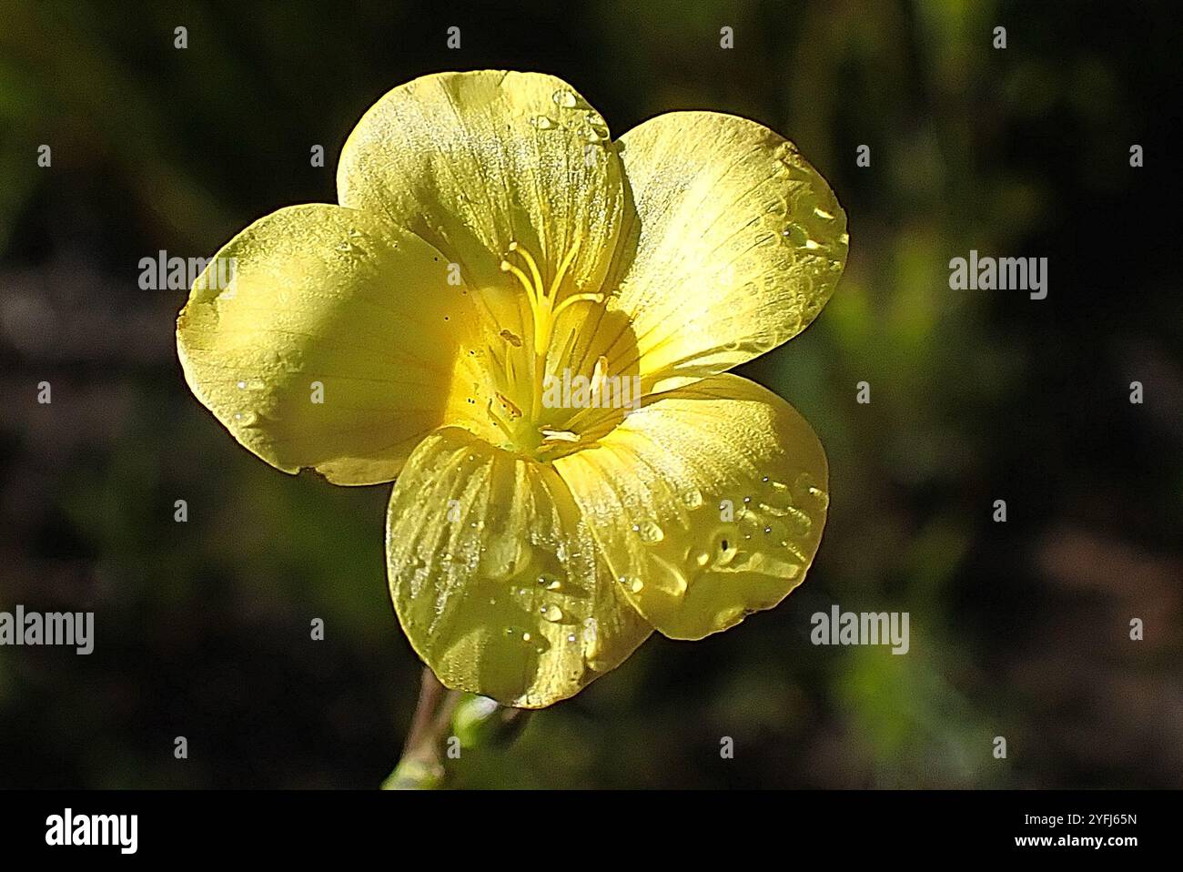 Half-mast Flax (Linum africanum Stock Photo - Alamy