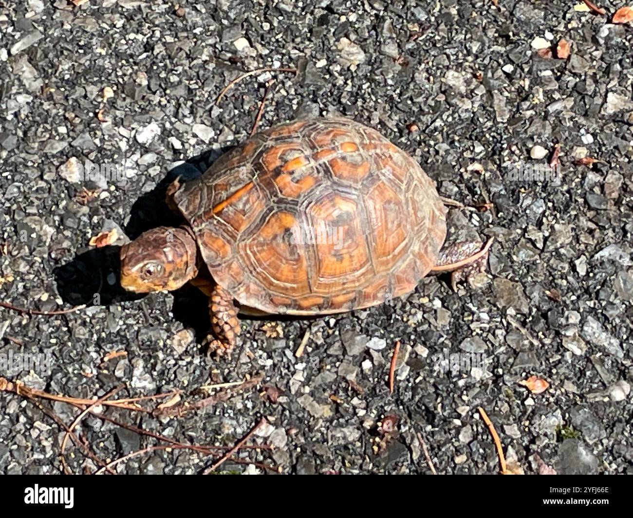 Eastern Box Turtle (Terrapene carolina carolina Stock Photo - Alamy