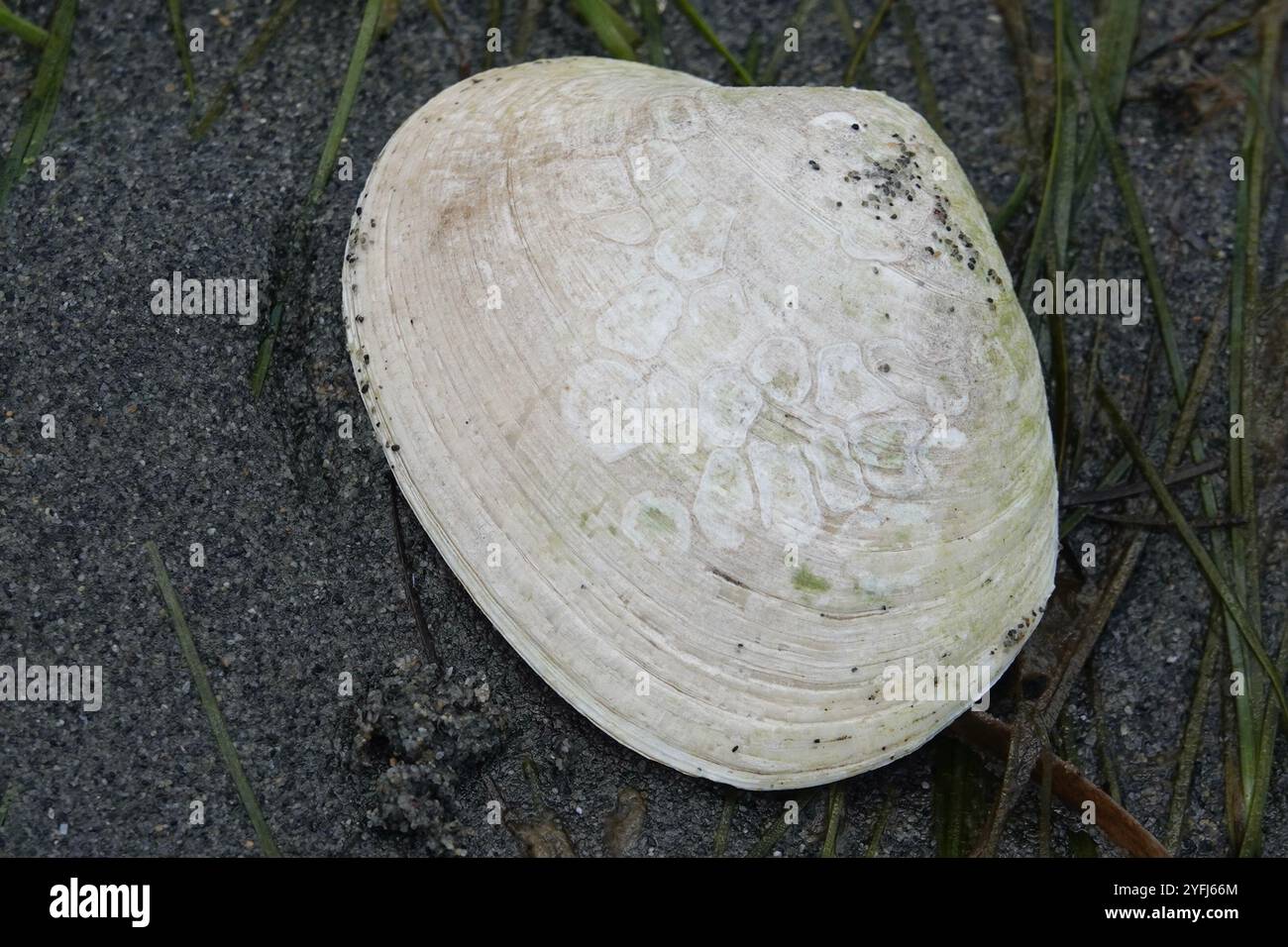 Butter Clam (Saxidomus gigantea Stock Photo - Alamy