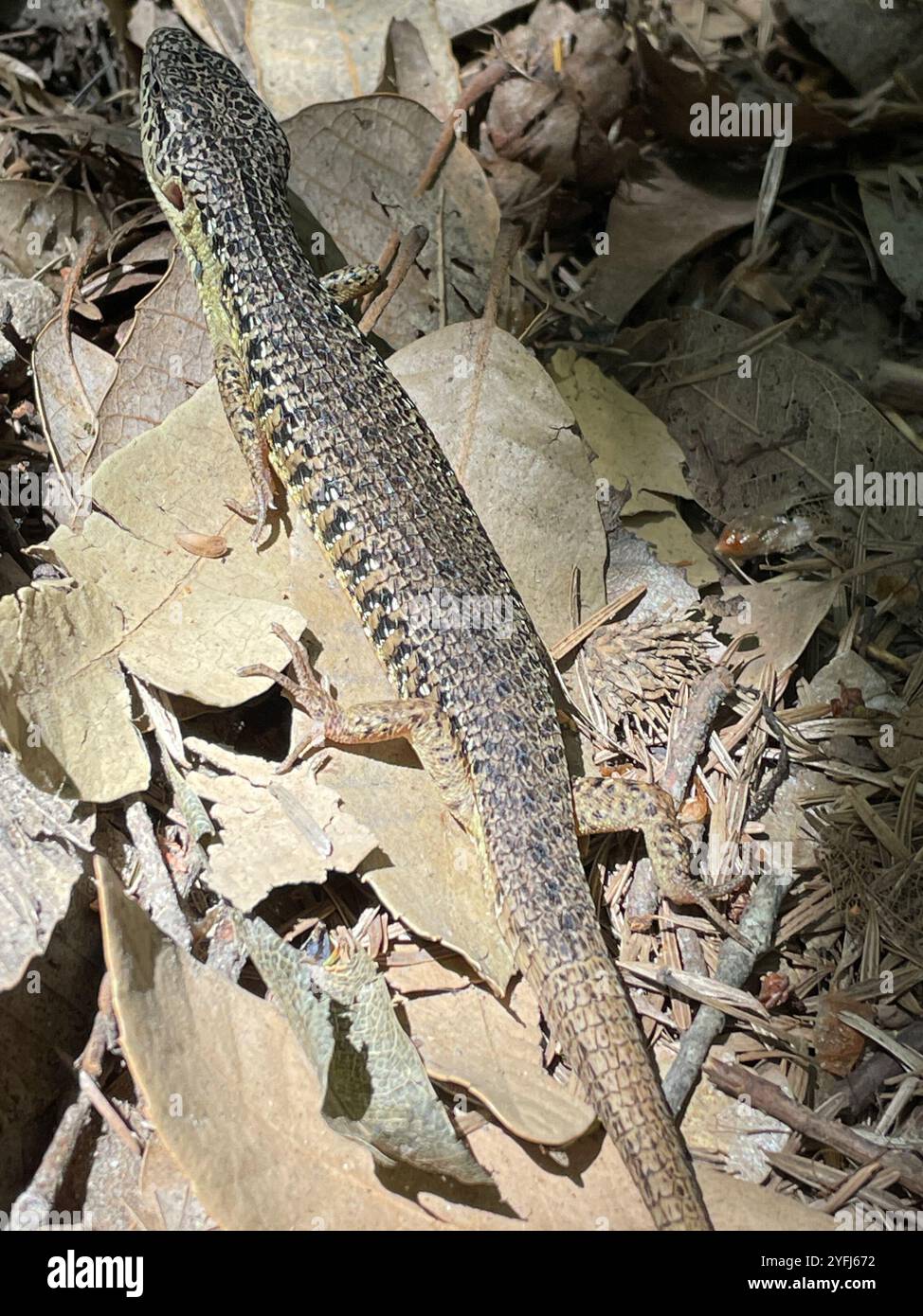 Northern Alligator Lizard (Elgaria coerulea Stock Photo - Alamy