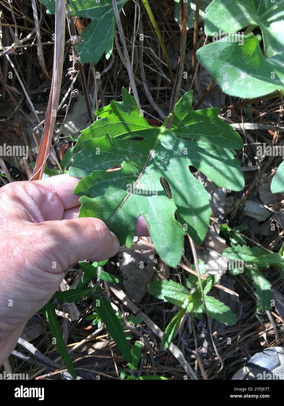 Silphium compositum hi-res stock photography and images - Alamy