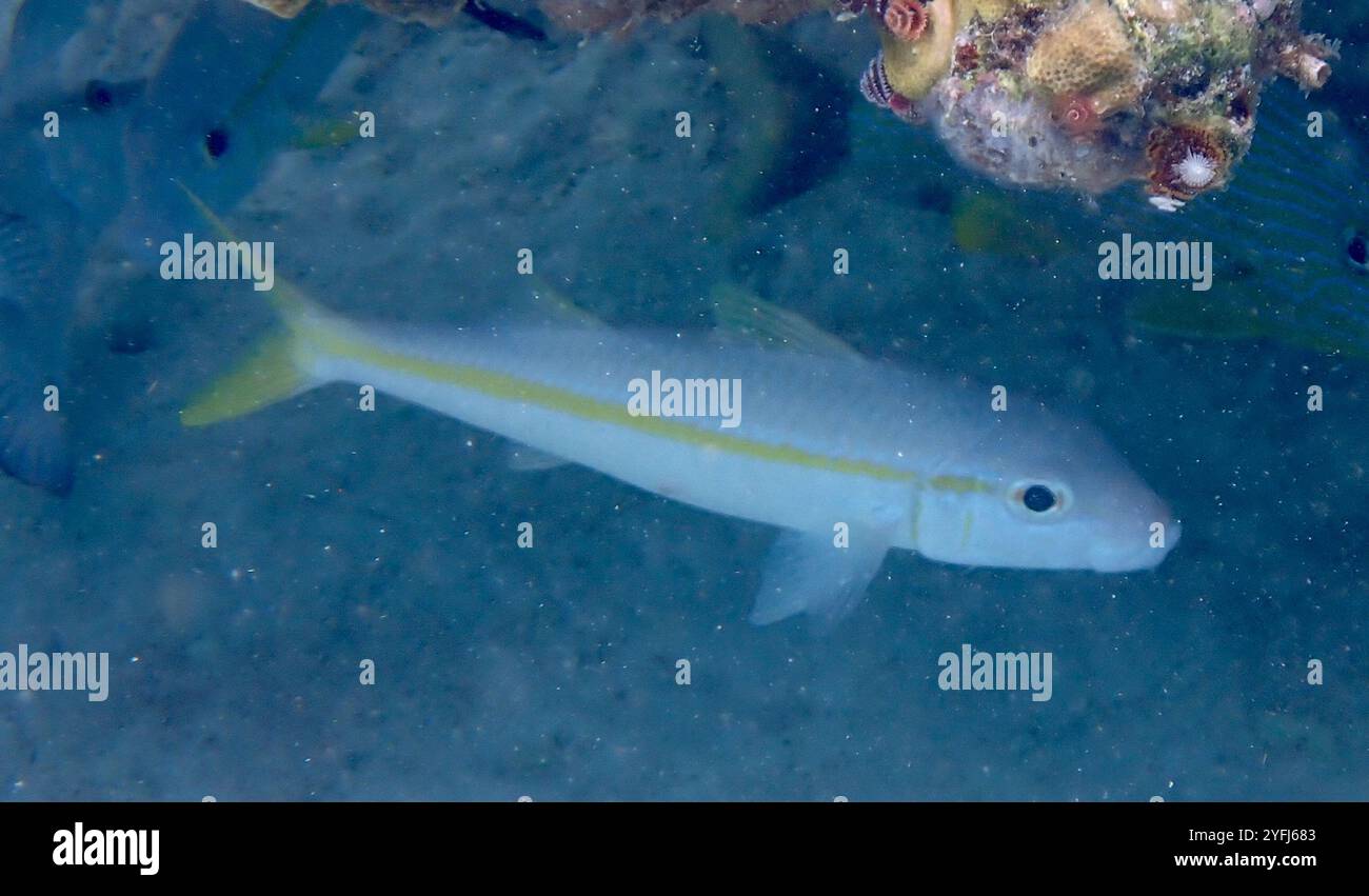 Yellow Goatfish (Mulloidichthys martinicus Stock Photo - Alamy