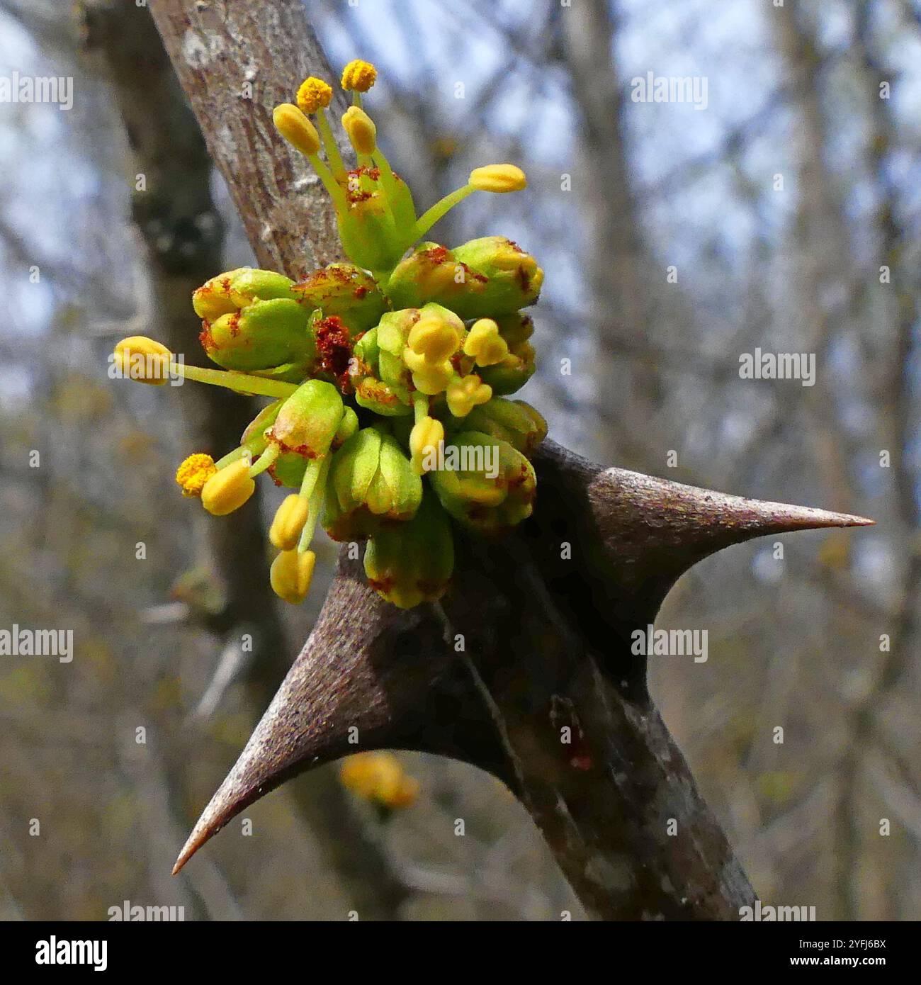 common prickly ash (Zanthoxylum americanum Stock Photo - Alamy