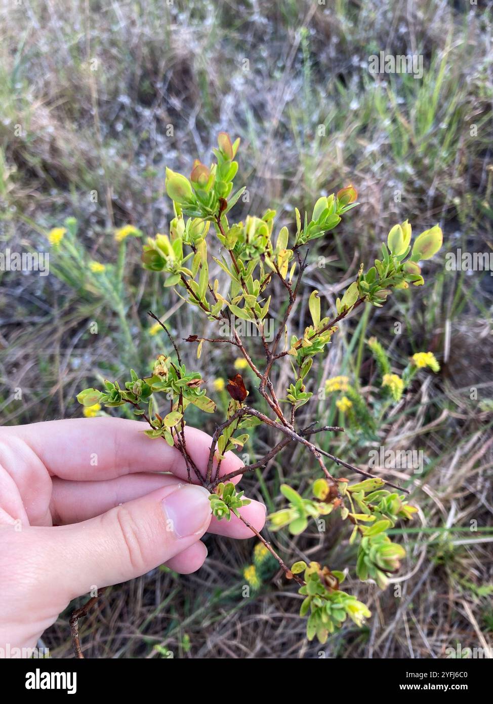 St. Andrew's cross (Hypericum hypericoides Stock Photo - Alamy