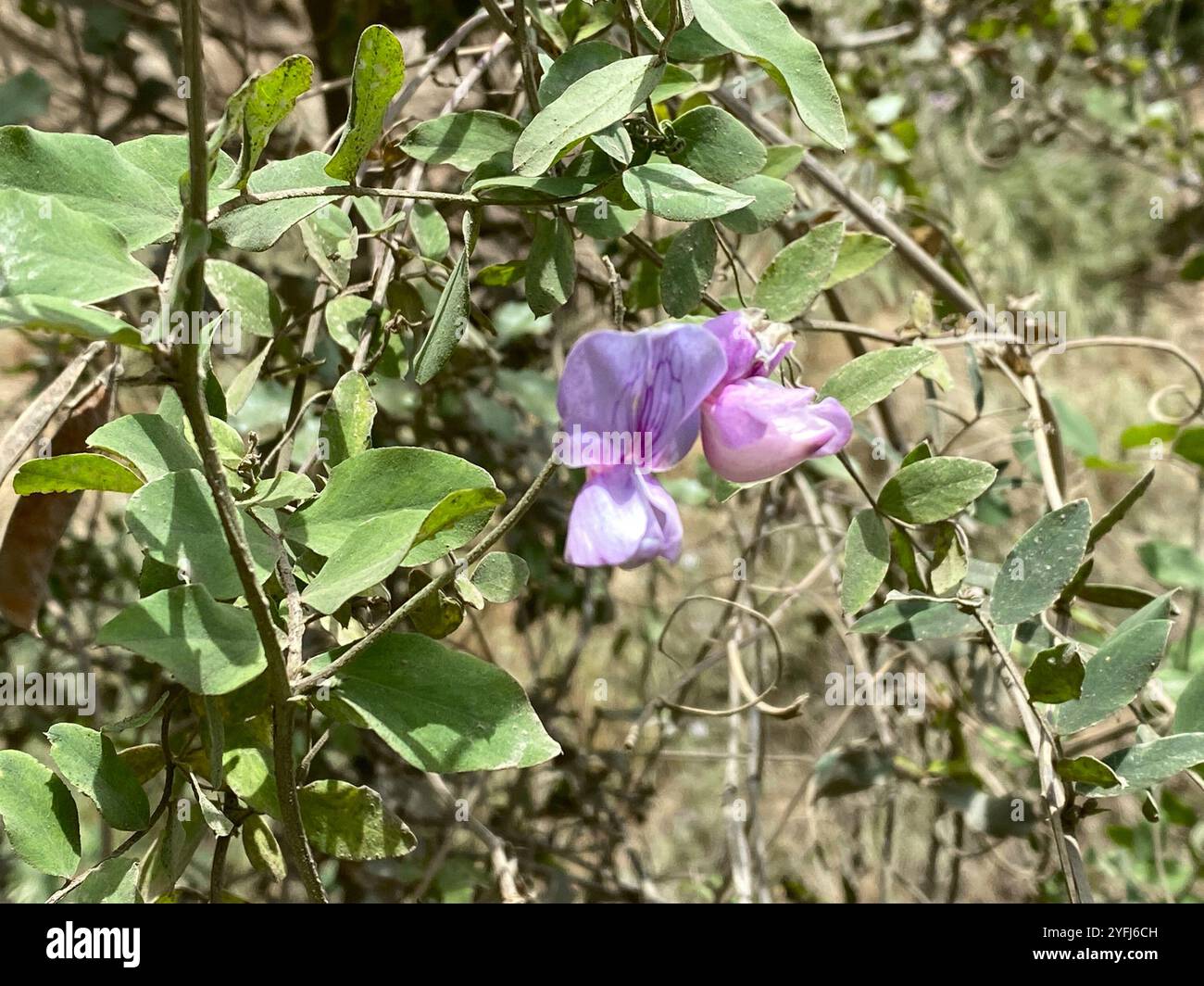 Pacific pea (Lathyrus vestitus Stock Photo - Alamy