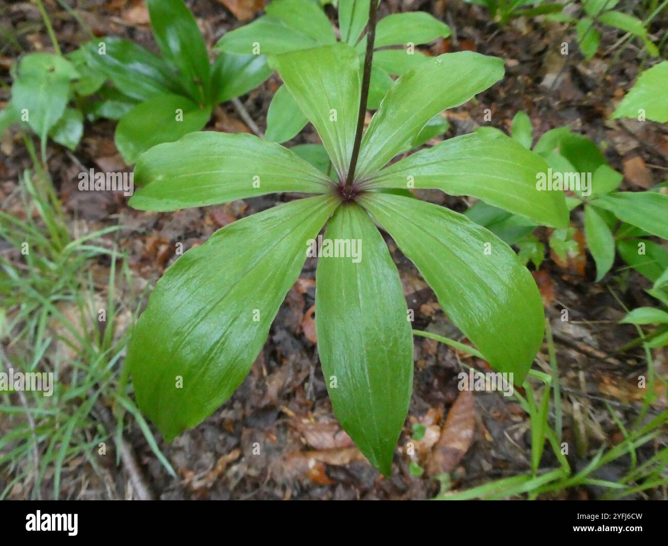 Cucumber Root (Medeola virginiana Stock Photo - Alamy
