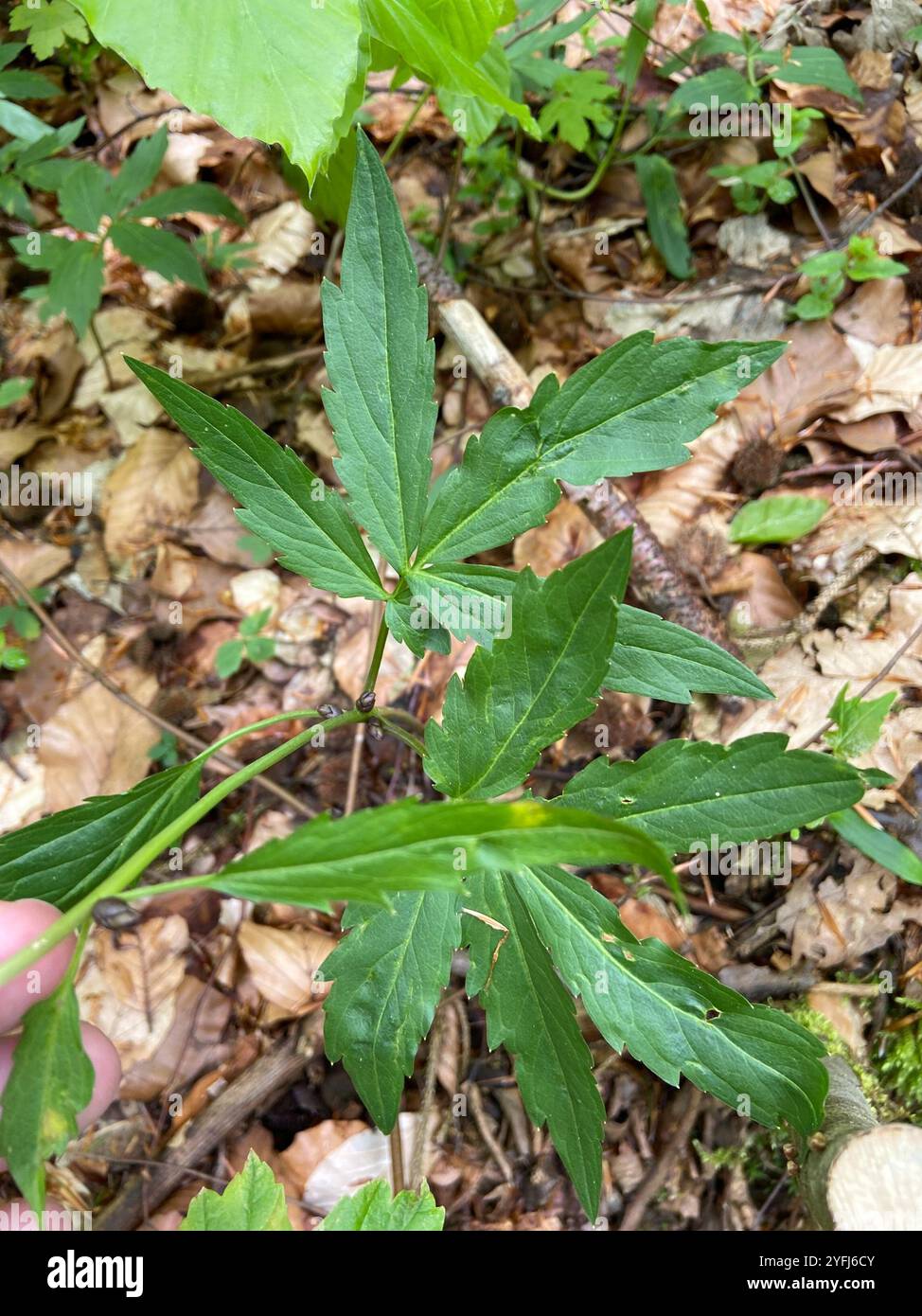 coralroot (Cardamine bulbifera Stock Photo - Alamy
