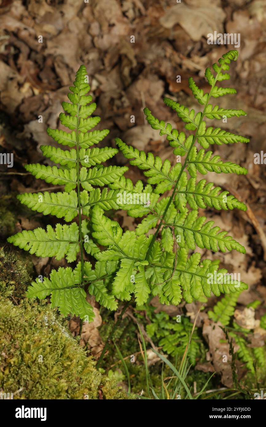 broad buckler-fern (Dryopteris dilatata Stock Photo - Alamy
