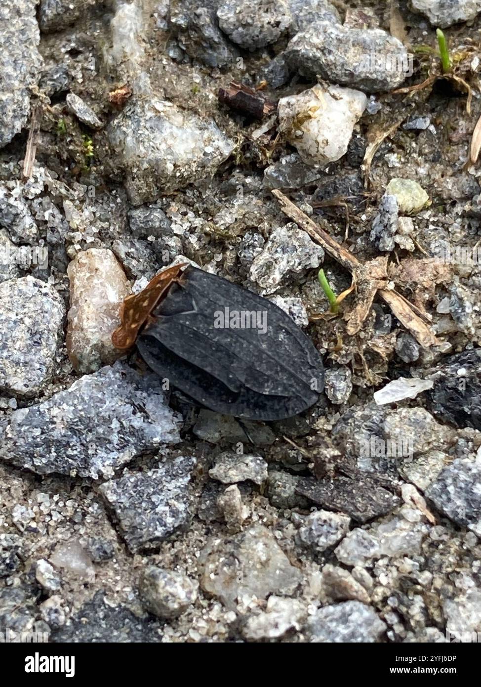 Red-breasted Carrion Beetle (Oiceoptoma thoracicum Stock Photo - Alamy