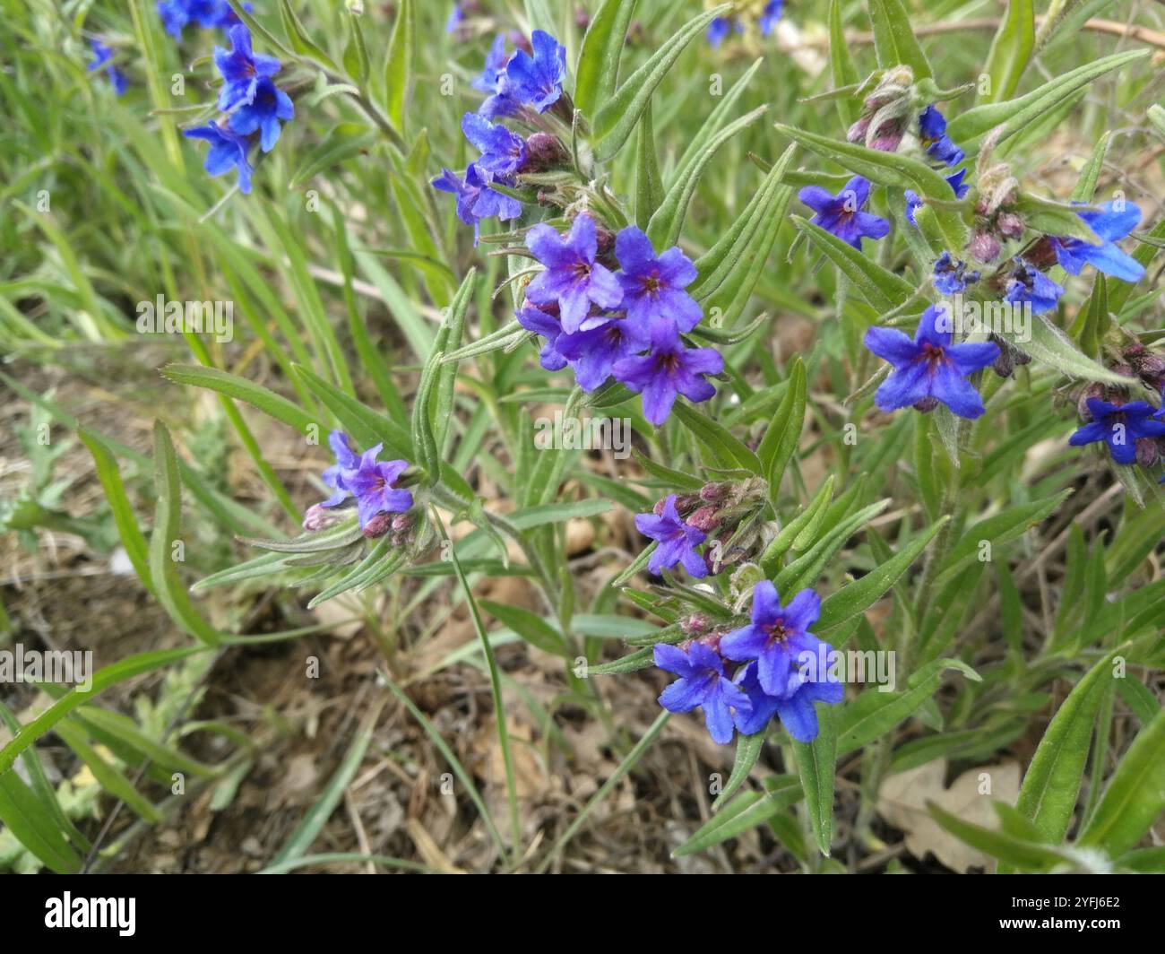 Purple gromwell aegonychon purpurocaeruleum hi-res stock photography ...