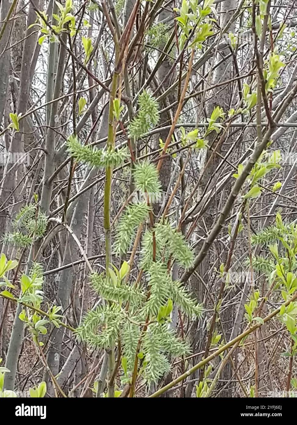 pussy willow (Salix discolor Stock Photo - Alamy