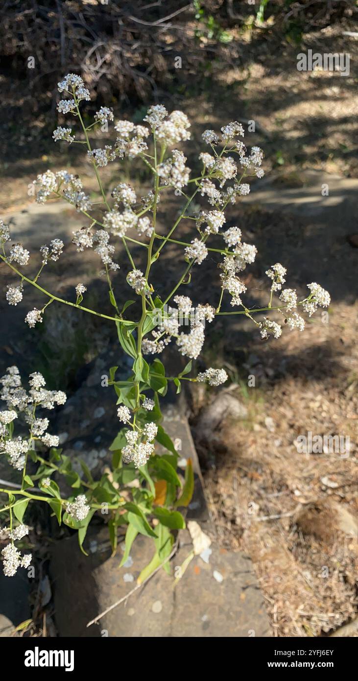 broadleaved pepperweed (Lepidium latifolium Stock Photo - Alamy