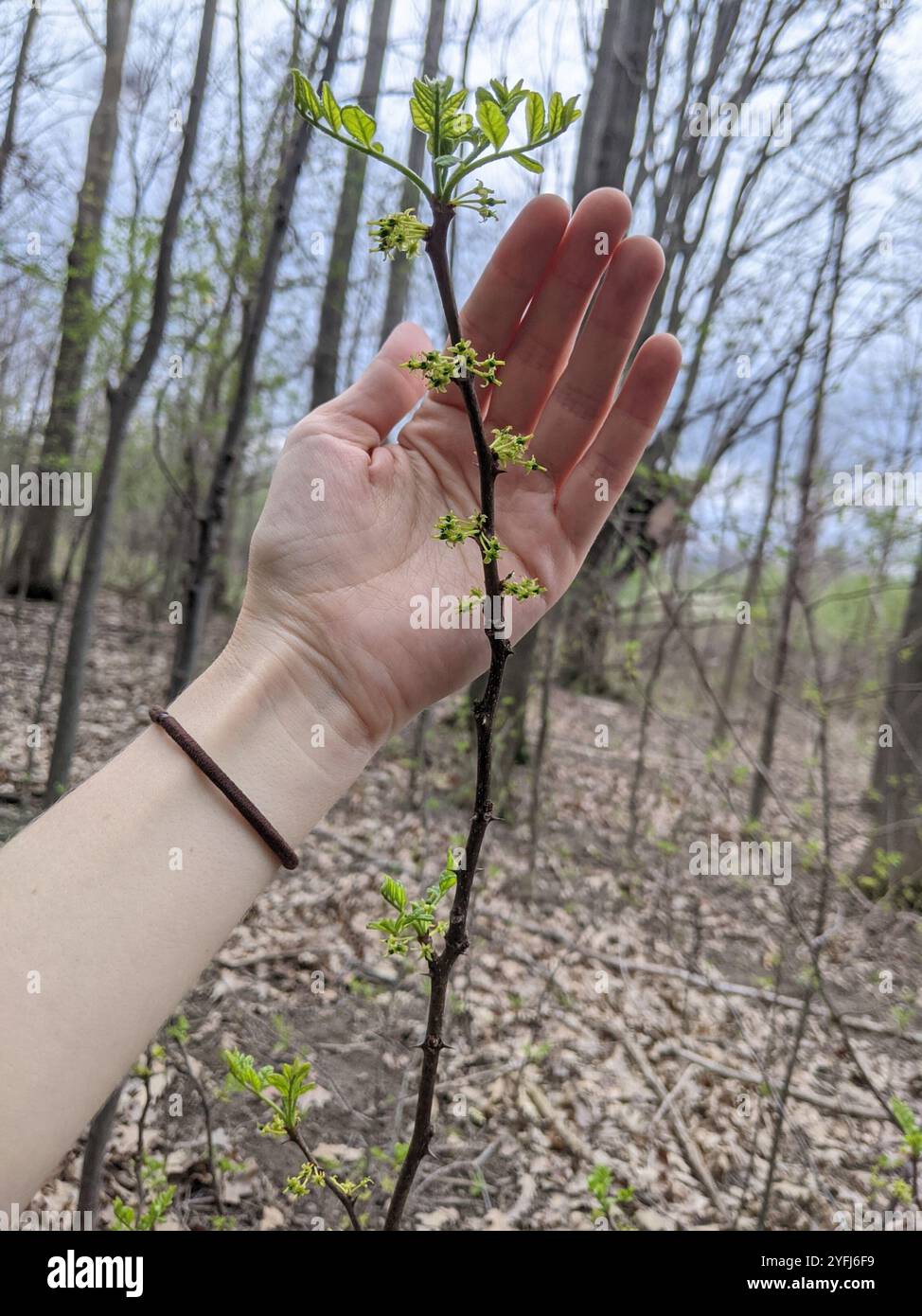 common prickly ash (Zanthoxylum americanum Stock Photo - Alamy