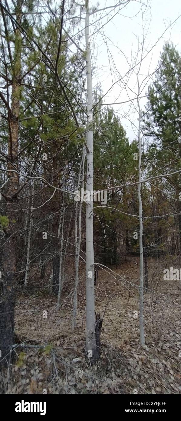 European aspen (Populus tremula Stock Photo - Alamy