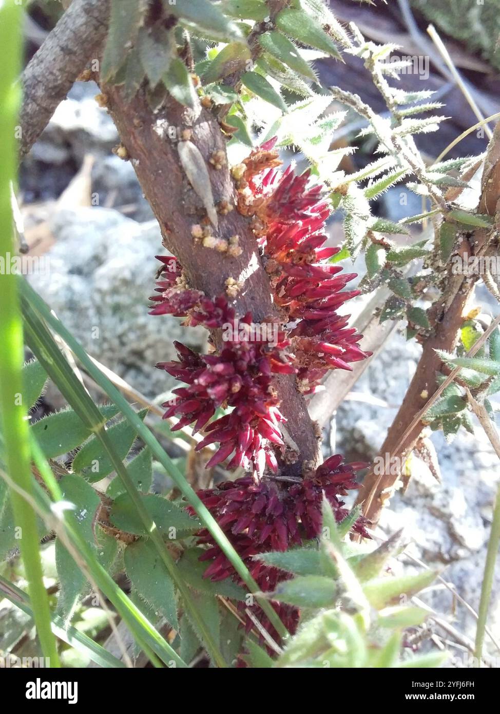 Mount Lofty Ground-berry (Acrotriche fasciculiflora Stock Photo - Alamy
