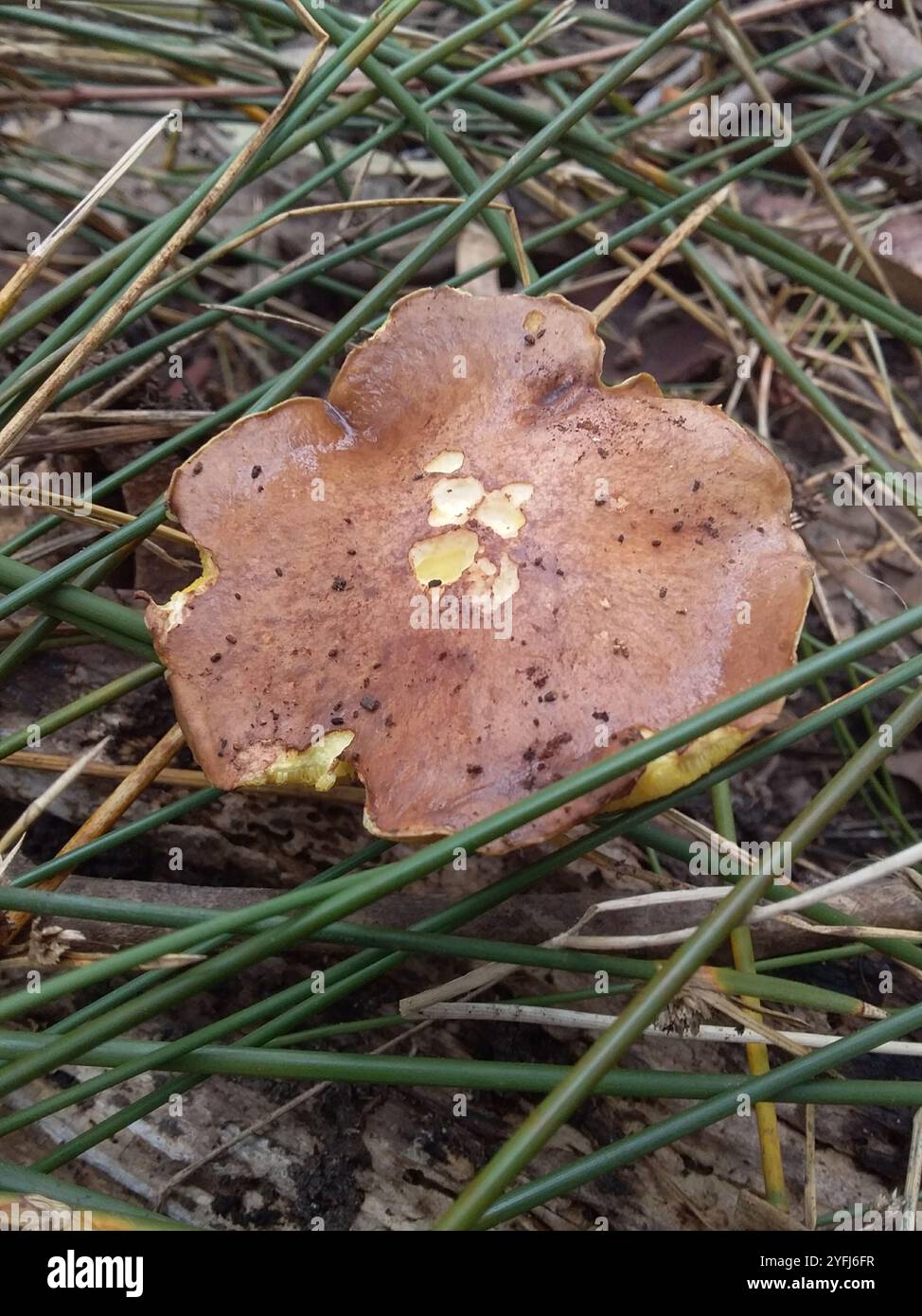 Dotted-stalked Suillus (Suillus granulatus Stock Photo - Alamy