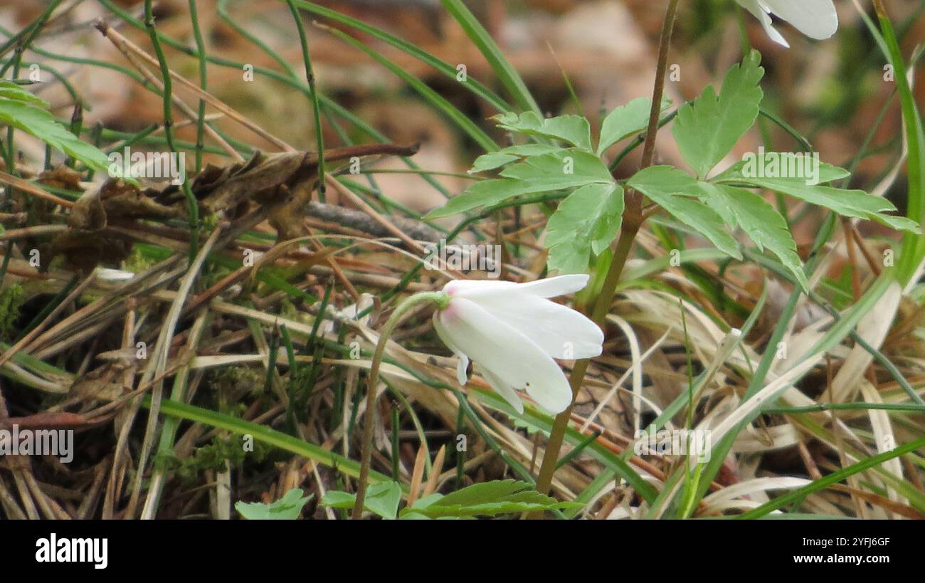 Altaic anemone (Anemonoides altaica Stock Photo - Alamy