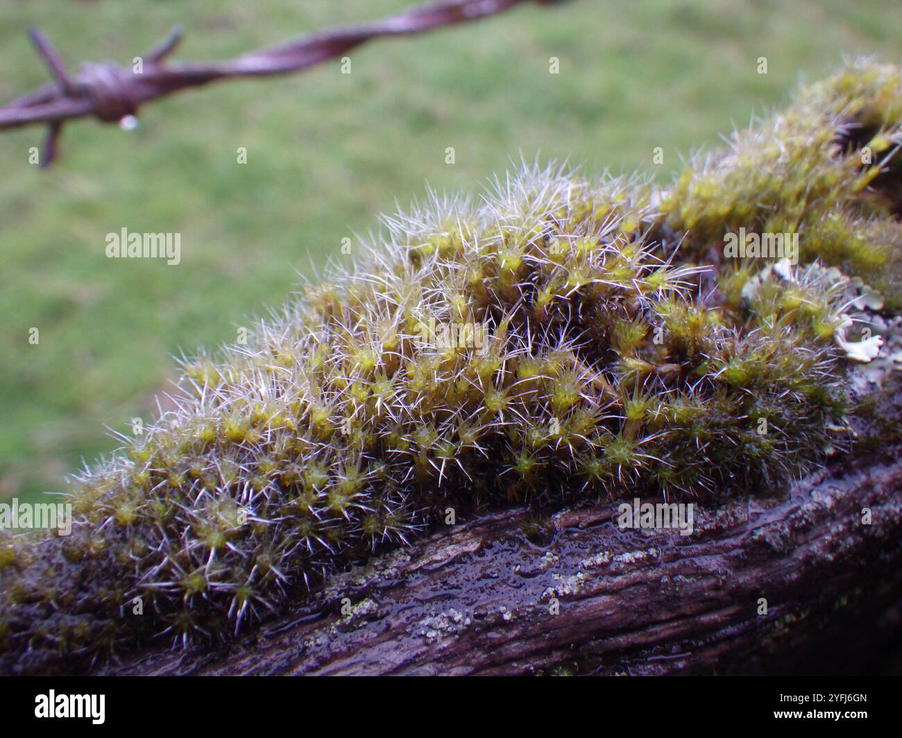 Heath Star-moss (Campylopus introflexus Stock Photo - Alamy