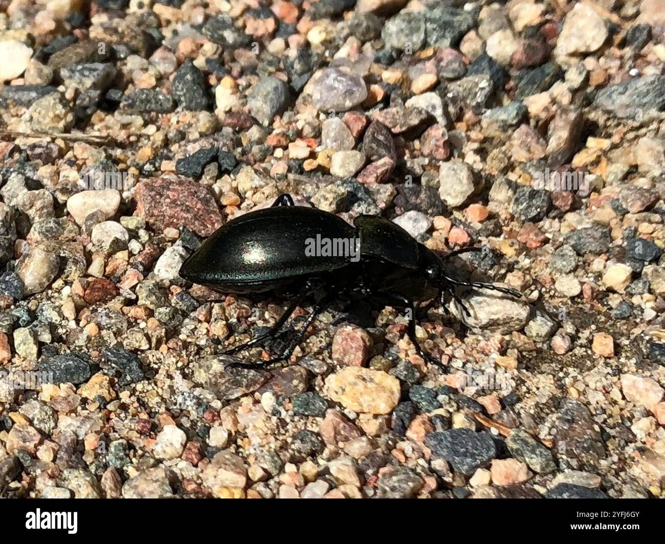 smooth ground beetle (Carabus glabratus Stock Photo - Alamy
