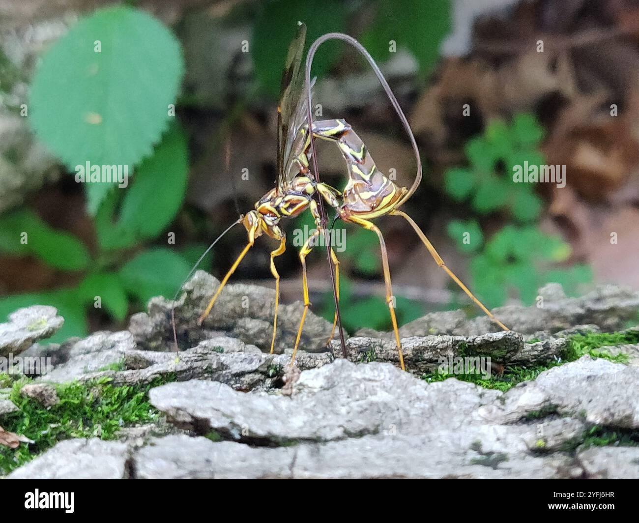 Long-tailed Giant Ichneumonid Wasp (Megarhyssa macrurus Stock Photo - Alamy