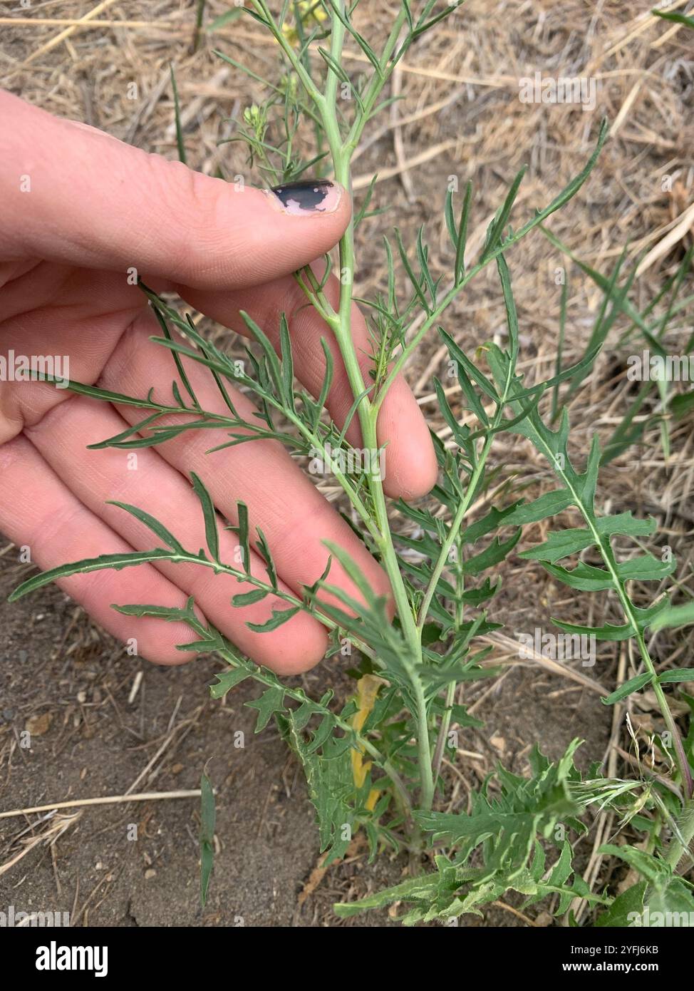 Tall Tumblemustard (Sisymbrium altissimum Stock Photo - Alamy