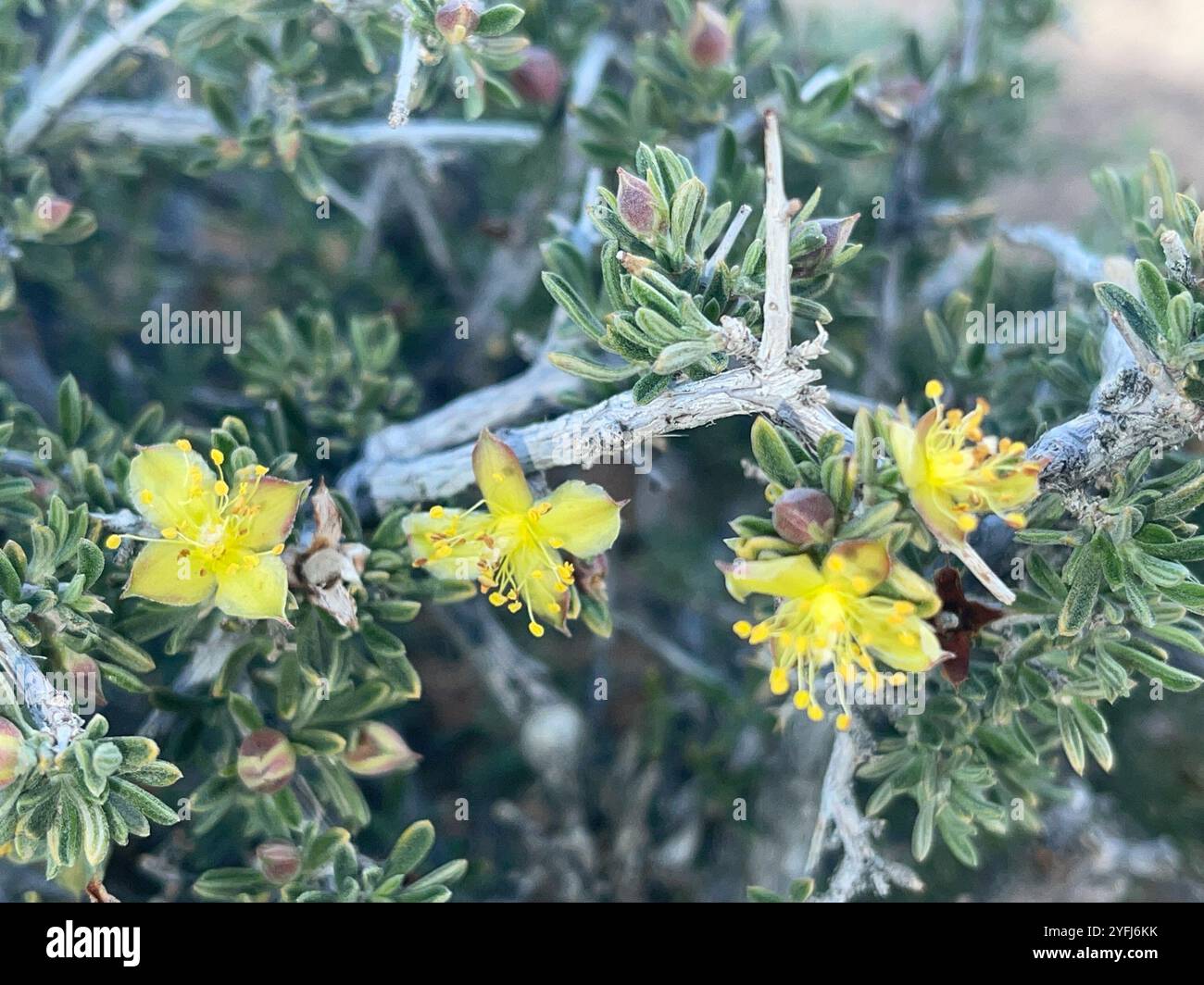 Blackbrush (Coleogyne ramosissima Stock Photo - Alamy