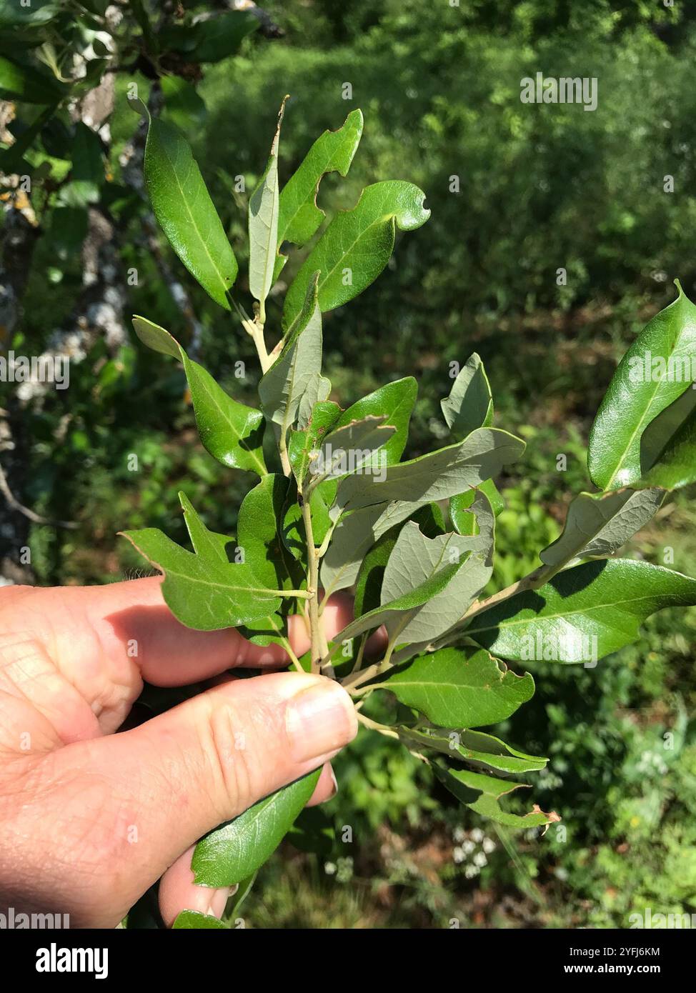 Texas live oak (Quercus fusiformis Stock Photo - Alamy
