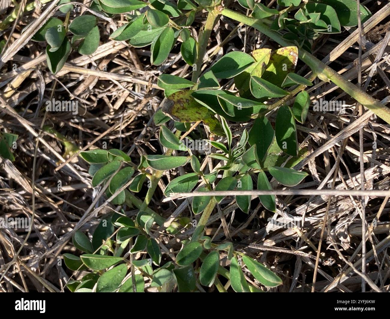 Creeping Indigo (Indigofera spicata Stock Photo - Alamy