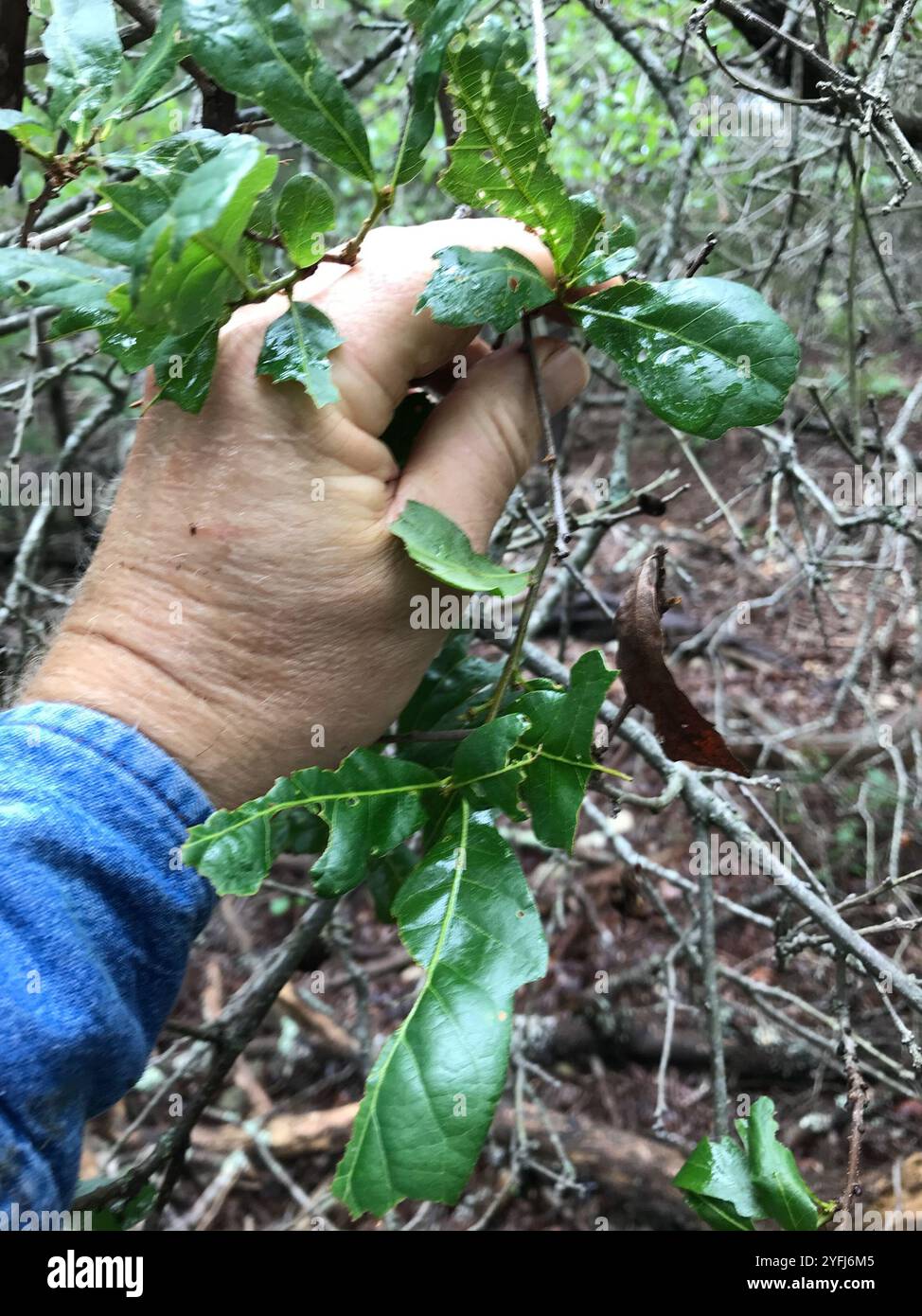 White Shin Oak (Quercus sinuata breviloba Stock Photo - Alamy