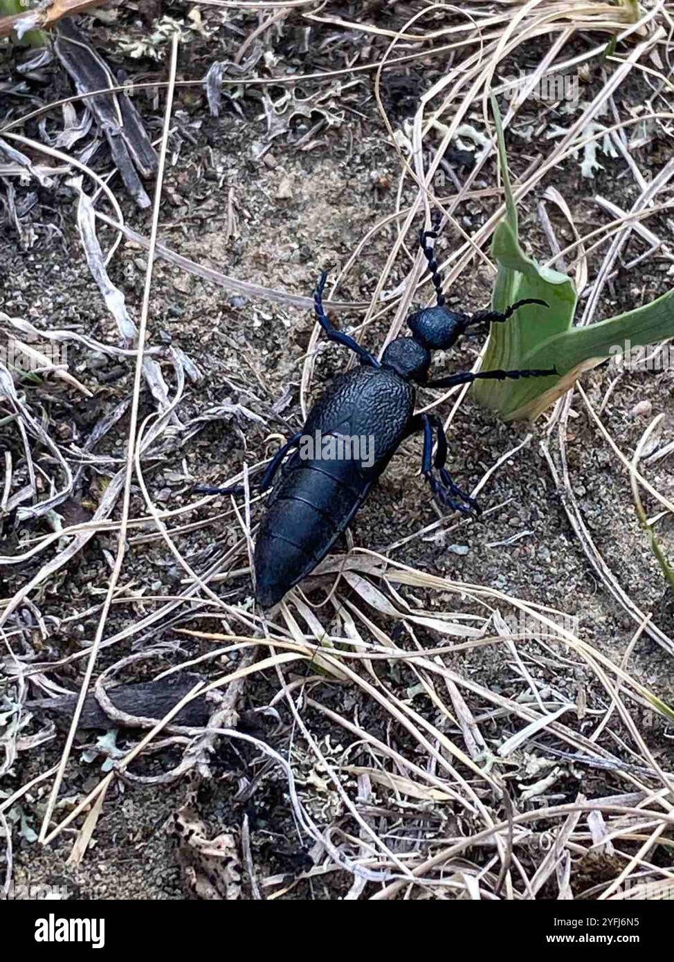 Black Oil Beetle (Meloe proscarabaeus Stock Photo - Alamy