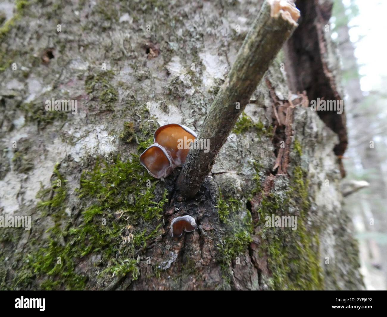 Jelly Tree Ear (Auricularia americana Stock Photo - Alamy