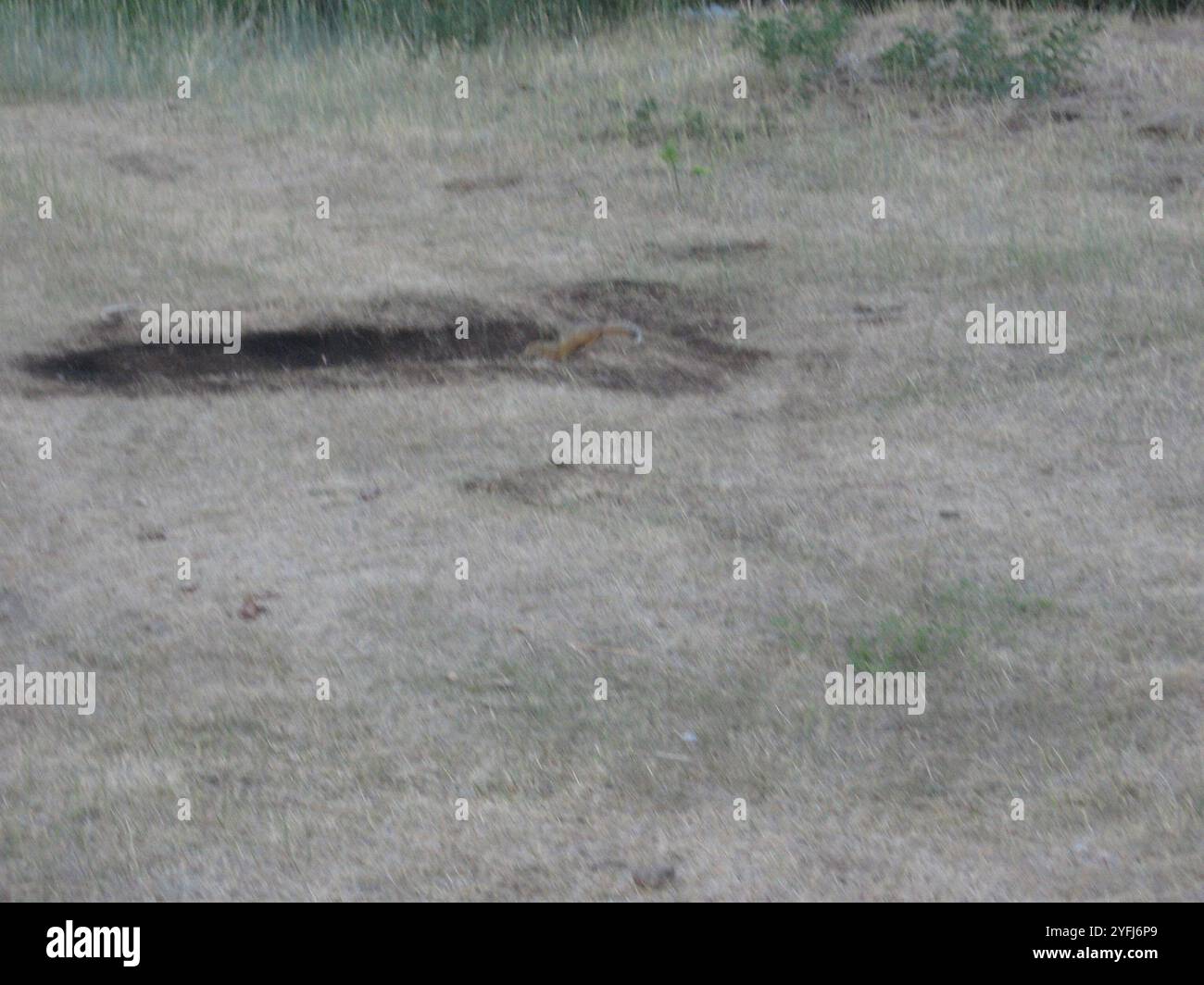 Long-tailed Ground Squirrel (Urocitellus undulatus Stock Photo - Alamy