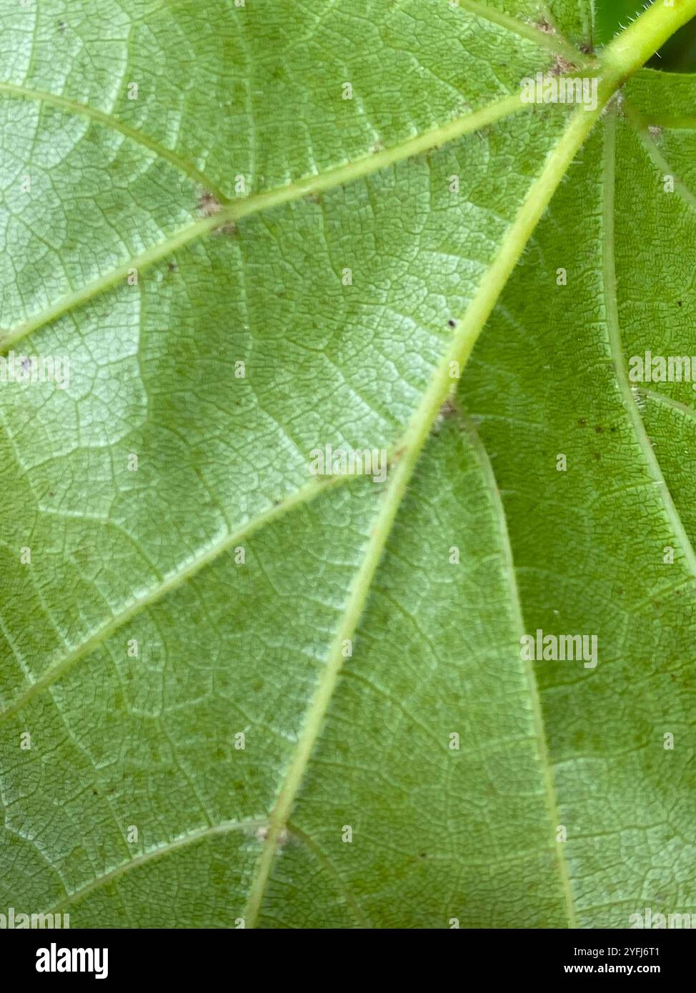 Vitis vulpina hi-res stock photography and images - Alamy