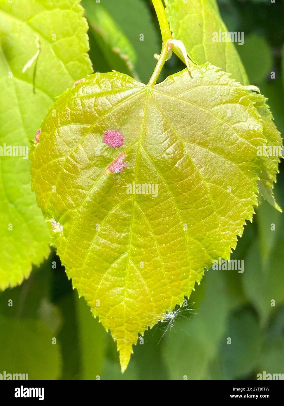 Gall and Rust Mites (Eriophyidae Stock Photo - Alamy