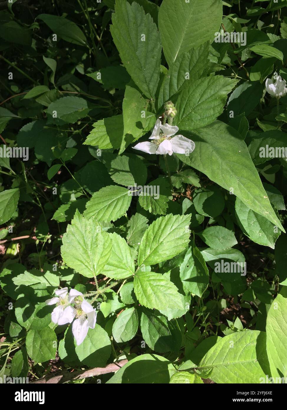 Common Dewberry (Rubus flagellaris Stock Photo - Alamy