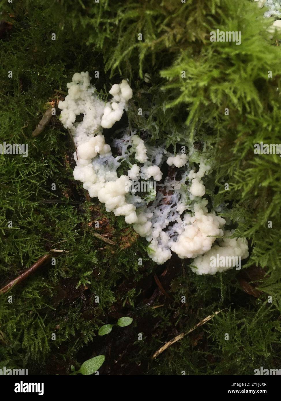true slime molds (Myxomycetes Stock Photo - Alamy