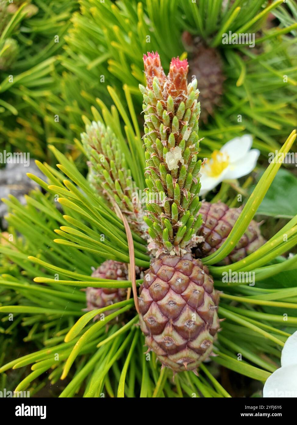 Shore Pine (Pinus contorta contorta Stock Photo - Alamy
