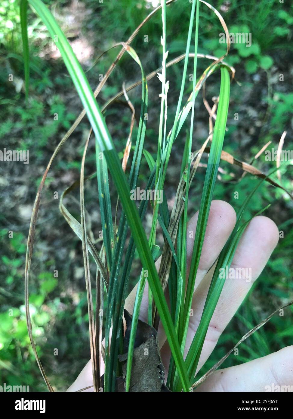 Sedge lined hi-res stock photography and images - Alamy