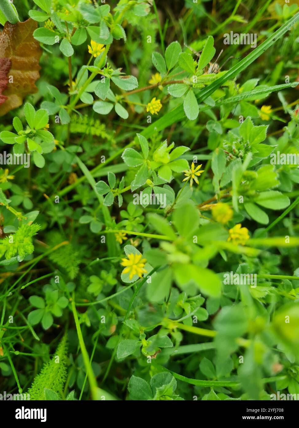 Lesser hop trefoil trifolium dubium hi-res stock photography and images ...