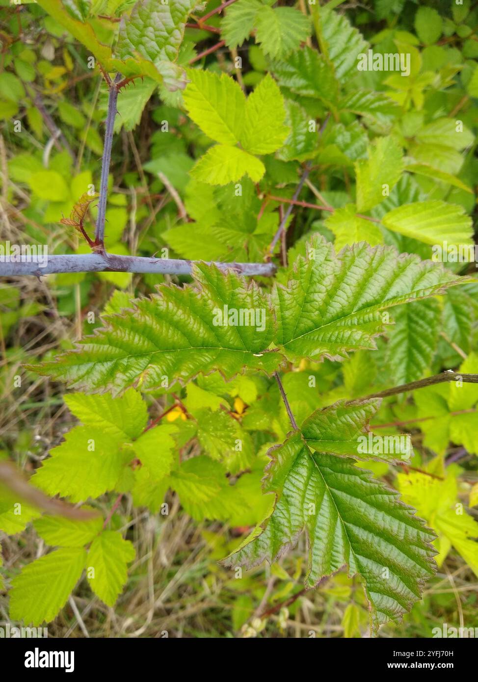 whitebark raspberry (Rubus leucodermis Stock Photo - Alamy