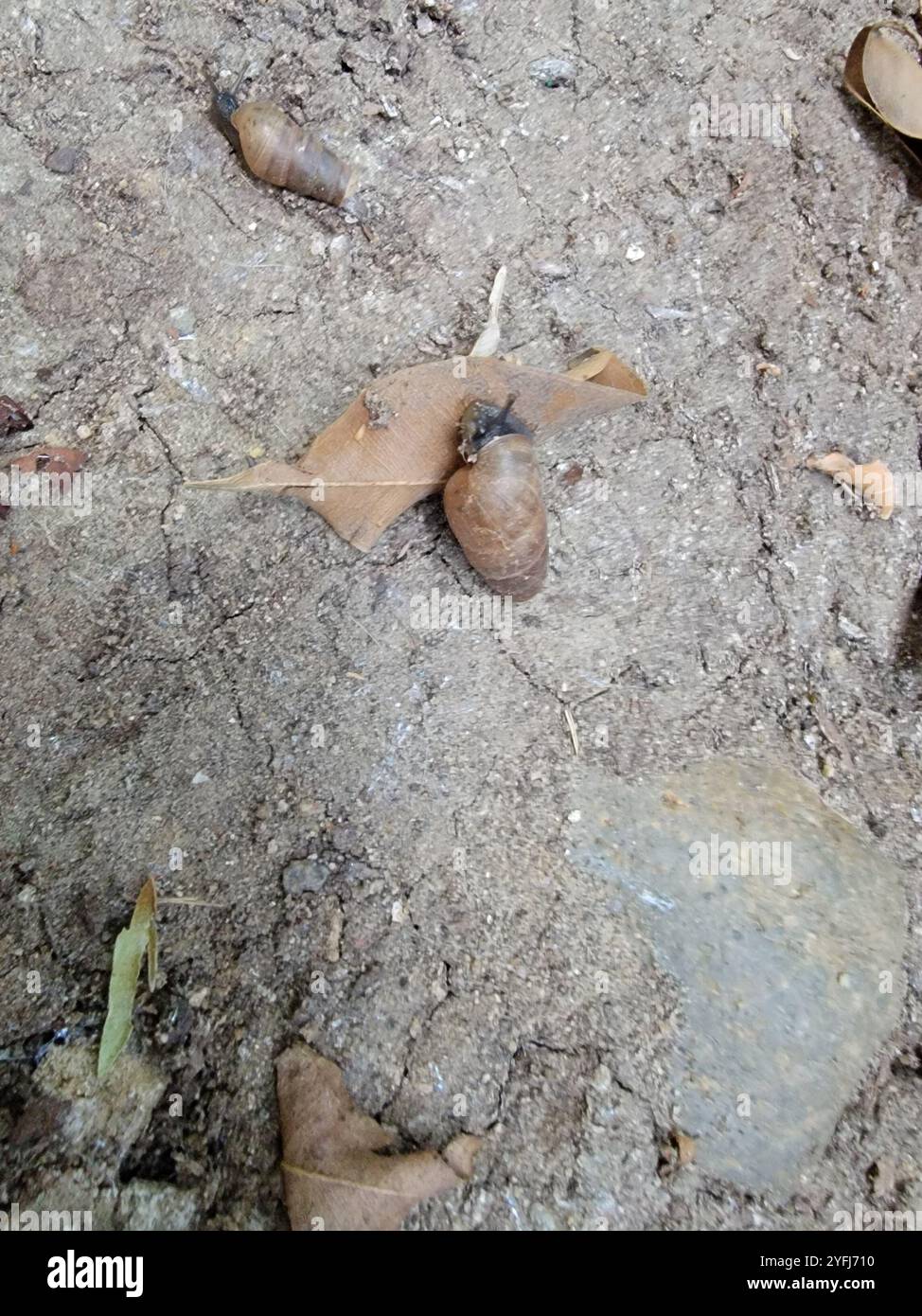 Decollate Snail (Rumina decollata Stock Photo - Alamy